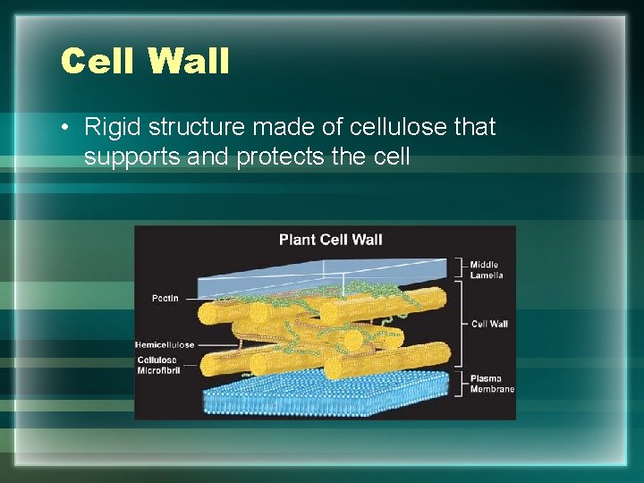 Parts of the Eukaryotic Cell Organelles Cell Membrane