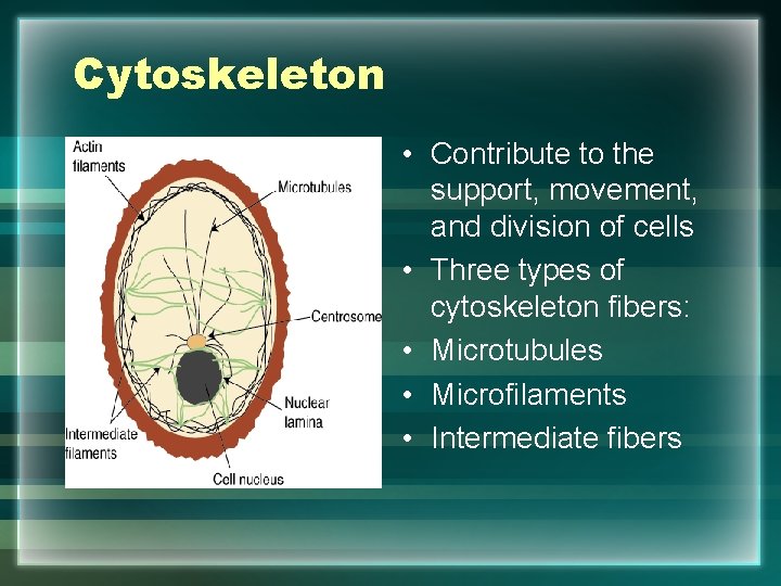 Parts of the Eukaryotic Cell Organelles Cell Membrane
