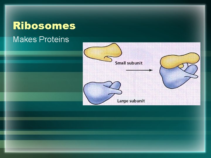Parts of the Eukaryotic Cell Organelles Cell Membrane