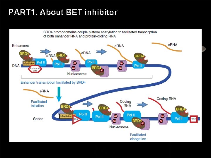 Discovery Design and Optimization of Isoxazole Azepine BET
