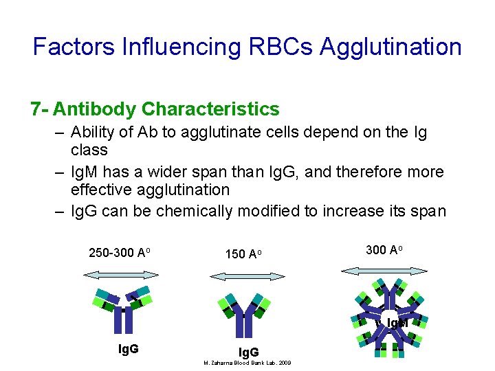 Sensitization and Agglutination M Zaharna Blood Bank Lab
