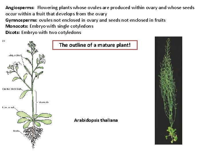 Plant Growth and Development Plant Physiology 32 1