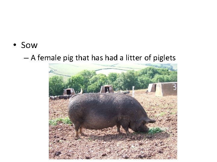 Swine Production Introduction to Animal Science Swine Terminology