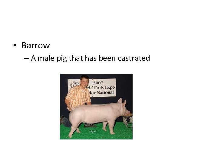 Swine Production Introduction to Animal Science Swine Terminology