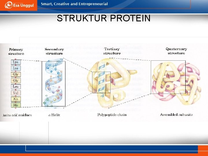 STRUKTUR PROTEIN PERTEMUAN 5 ARIYO PRABOWO PRODI BIOTEKNOLOGI