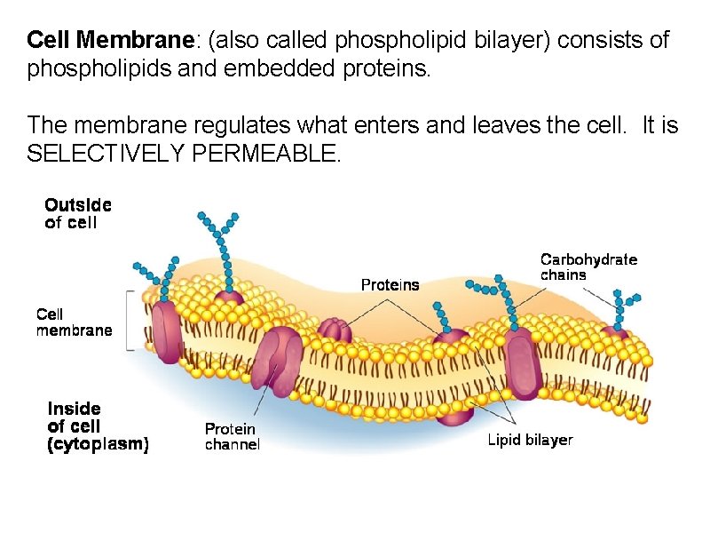 Cell Biology A Each of these images shows