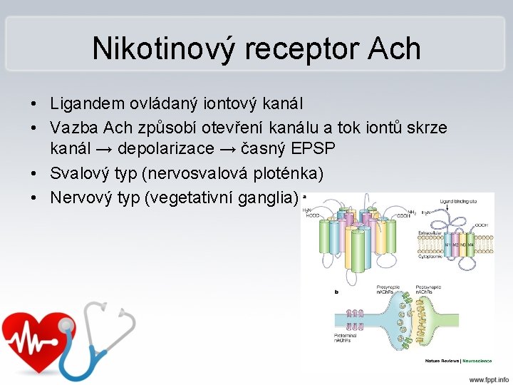Neurotransmitery ANS a jejich receptory Vztah ANS k