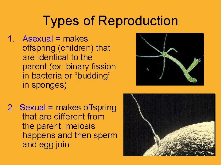 DoNow Review from Mitosis A human body cell