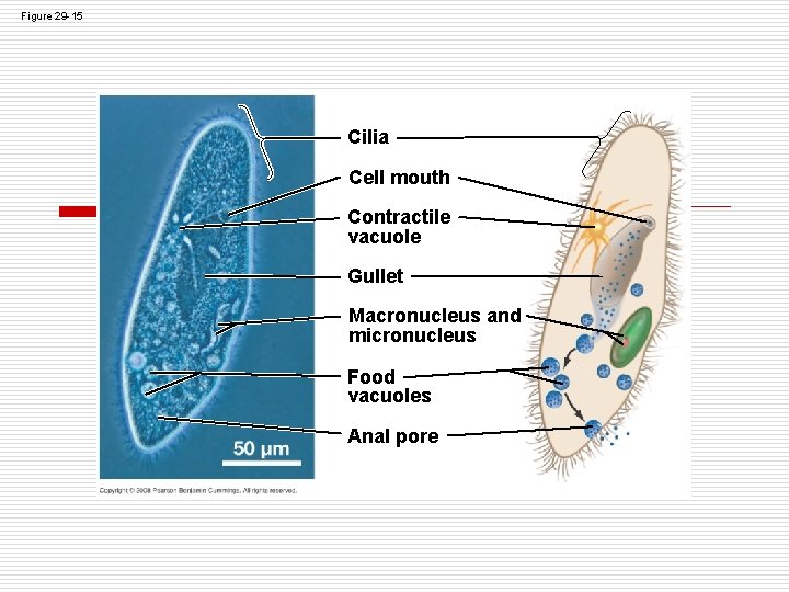 Kingdom Protista o This is a very large