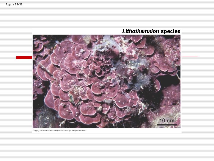 Kingdom Protista o This is a very large