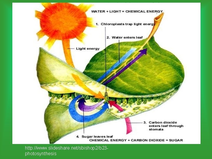 Photosynthesis Respiration Overview of photosynthesis and respiration SUN