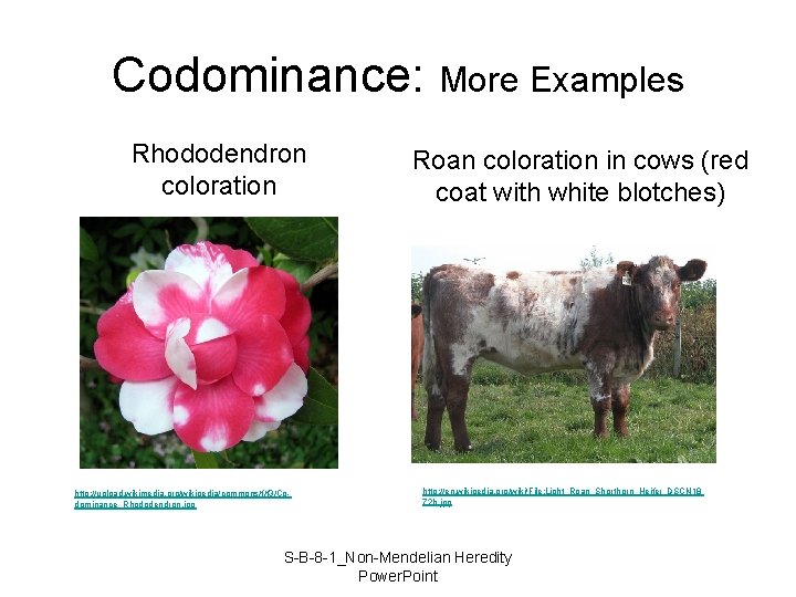 SB8 1NonMendelian Heredity Power Point Heredity NonMendelian Genetics