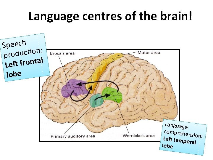 Lateralisation Language centres of the brain Speech n