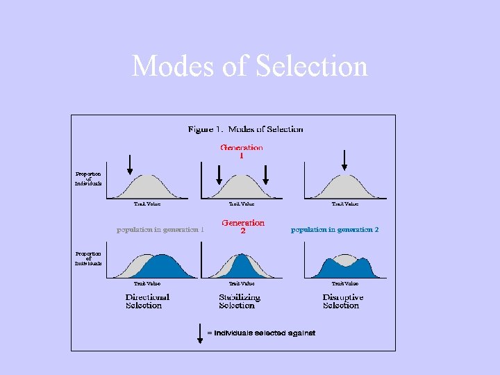 Evolution Nothing in biology makes sense except in