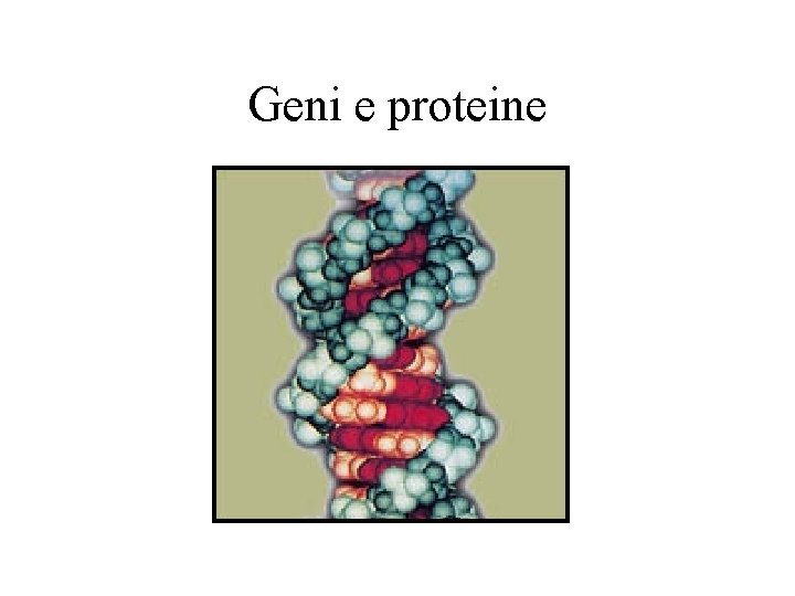Geni e proteine La cellula mattone del corpo