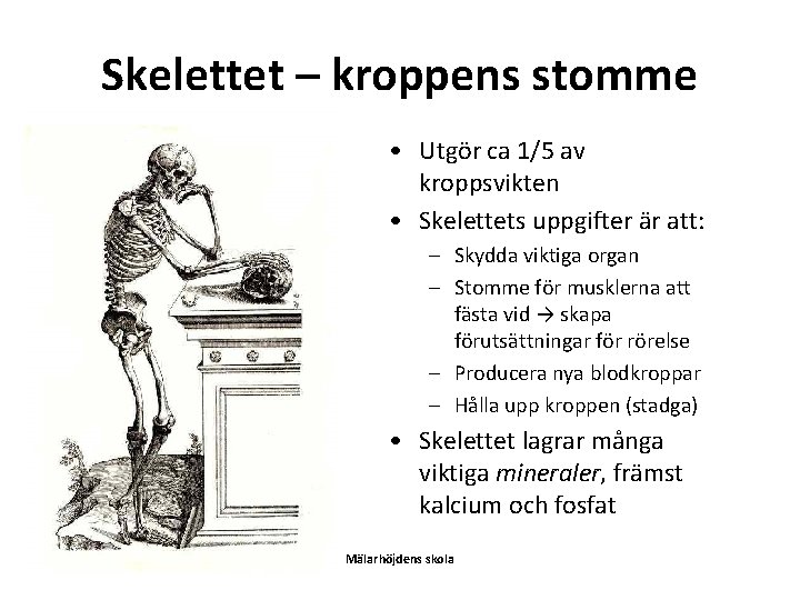 Skelettet kroppens stomme Utgr ca 15 av kroppsvikten