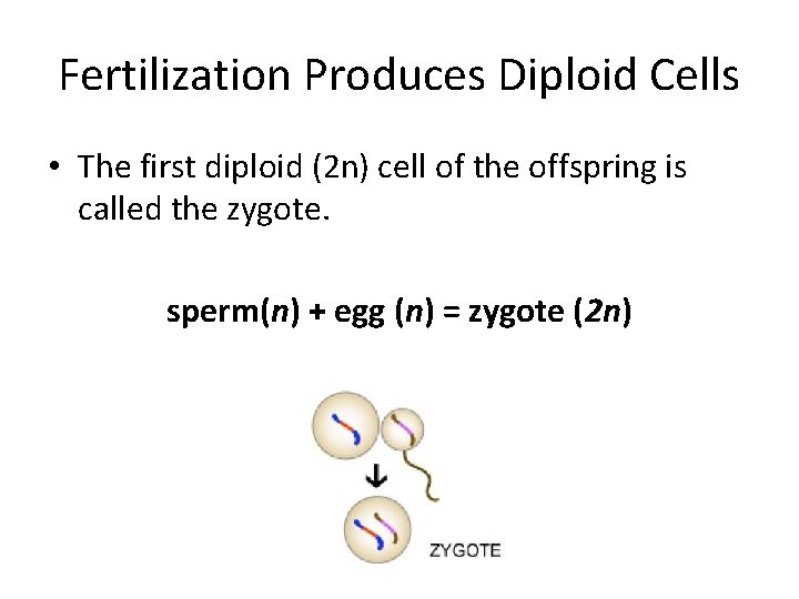 Sexual Reproduction and the Diversity of Life BC