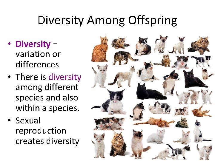 Sexual Reproduction and the Diversity of Life BC