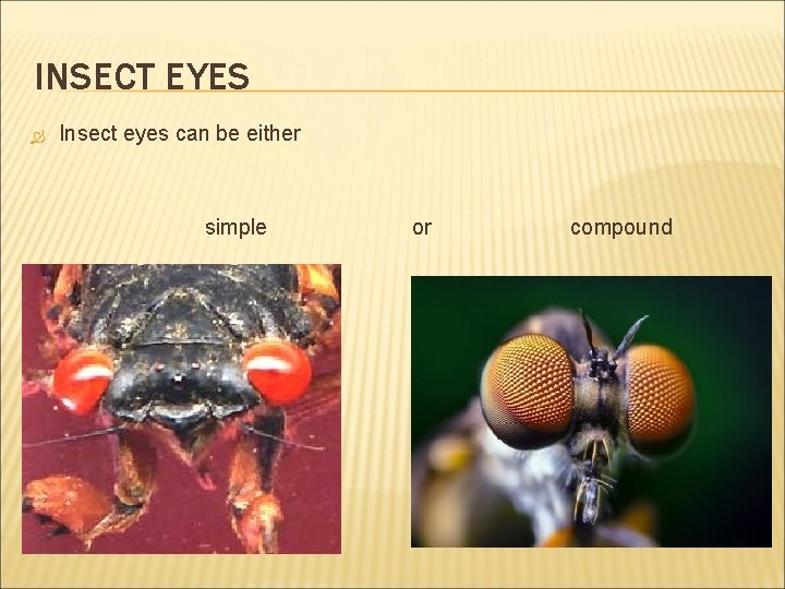 TO BEE OR NOT TO BEE All bugs