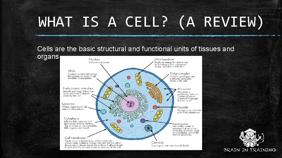 FDT PATHOLOGY INTRODUCTION TO BASIC PATHOLOGY WHY PATH