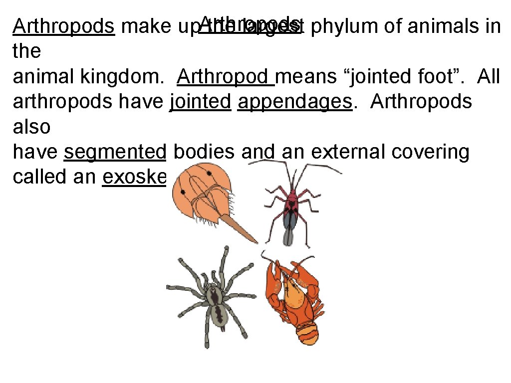 Grasshopper Dissection Arthropods make up Arthropods the largest
