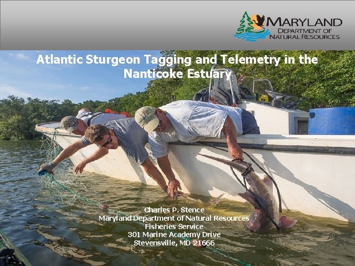 Atlantic Sturgeon Tagging and Telemetry in the Nanticoke