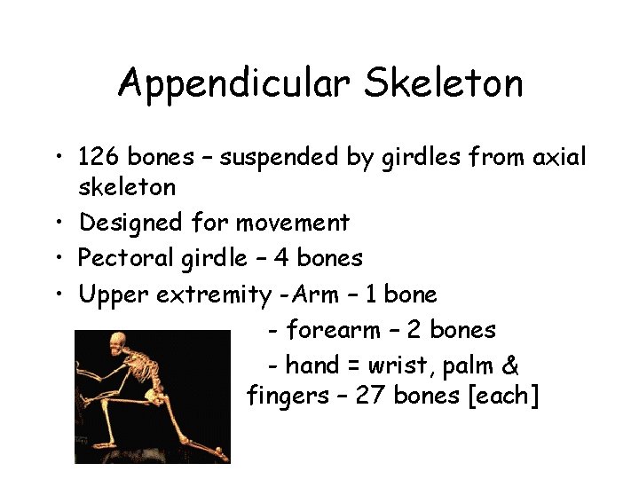 Appendicular Skeleton Appendicular Skeleton 126 bones suspended by