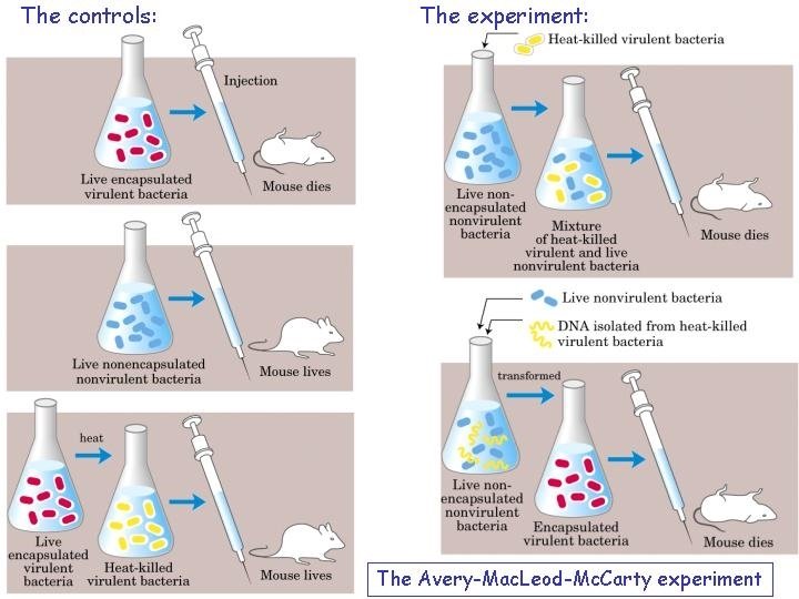 Griffiths Experiment In 1928 British biologist Frederick Griffith