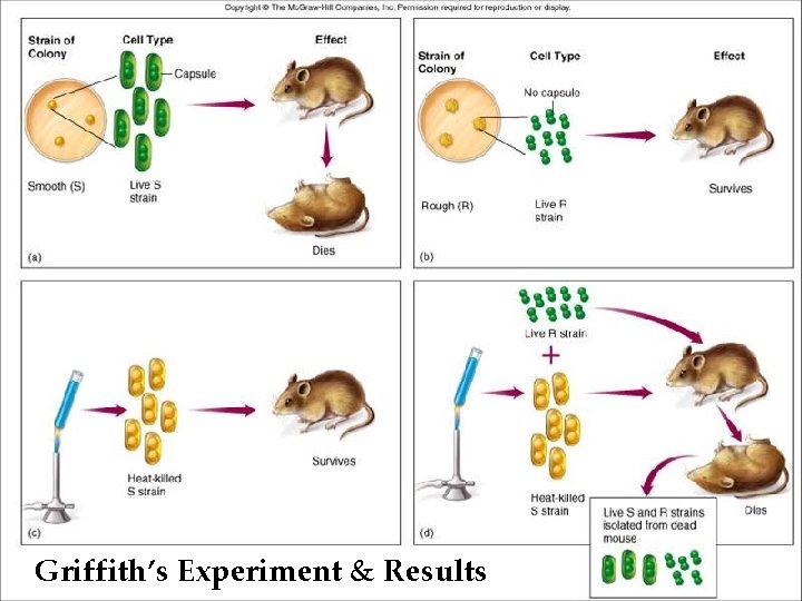 Griffiths Experiment In 1928 British biologist Frederick Griffith
