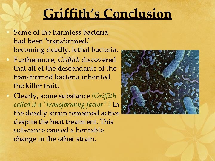 Griffiths Experiment In 1928 British biologist Frederick Griffith
