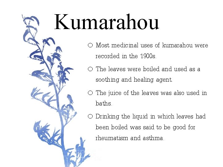 Maori Medicine By Cecilia Janie Ashleigh Introduction o