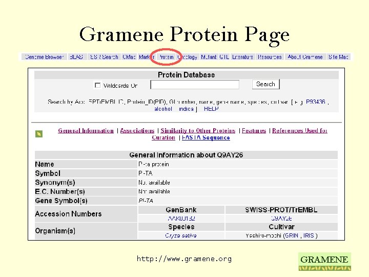 A Comparative Mapping Resource GRAMENE Exploring Rice Phenotypes