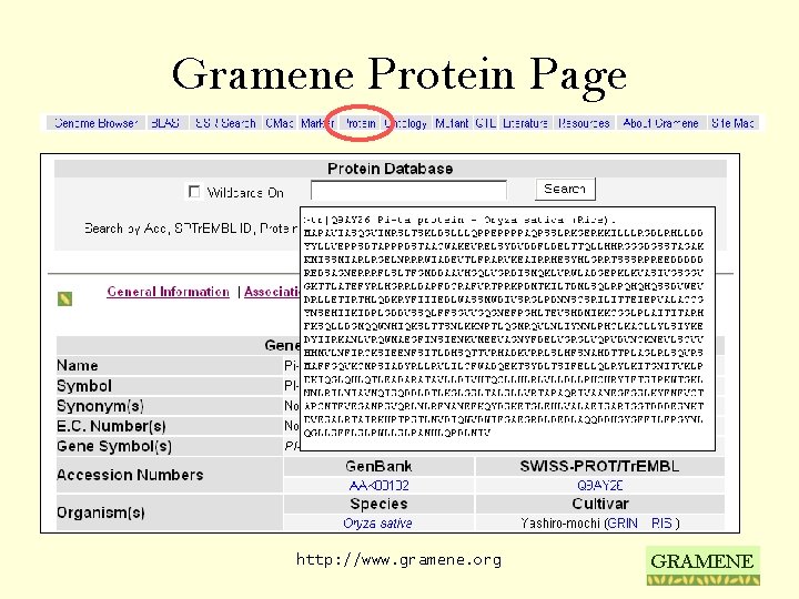A Comparative Mapping Resource GRAMENE Exploring Rice Phenotypes