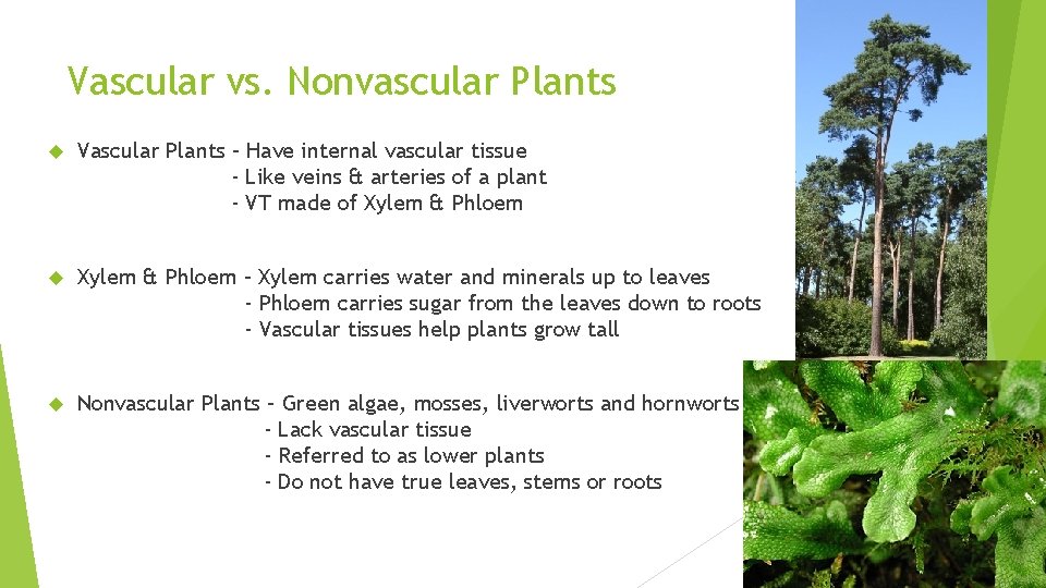 Plants Basic Structure Function Martin Poon Patrick Bradley
