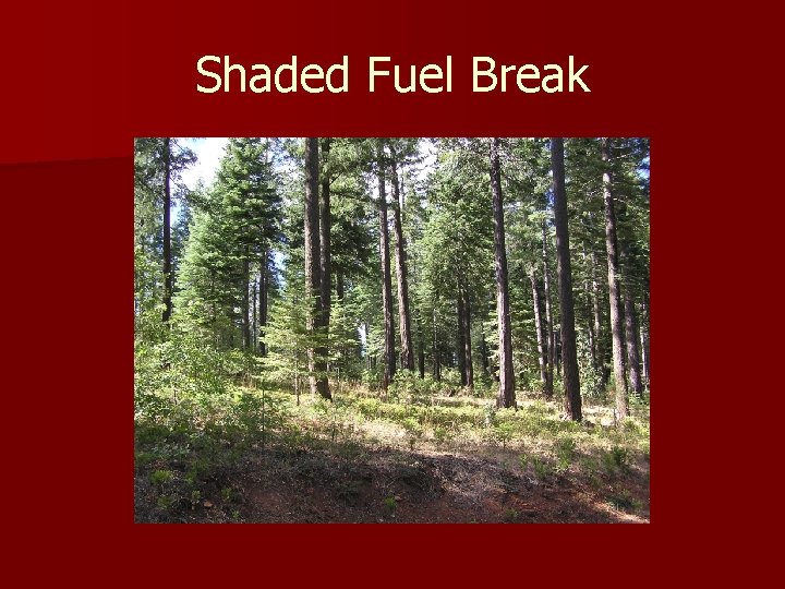Community Shaded Fuel Break Project Presented By Nevada