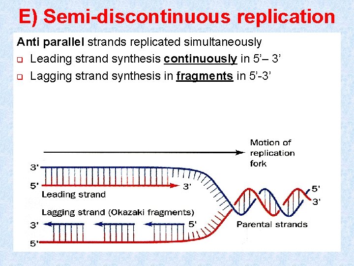 DNA replication Understand the basic rules governing DNA