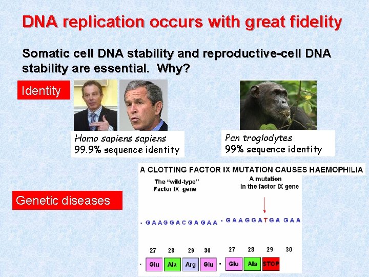 DNA replication Understand the basic rules governing DNA