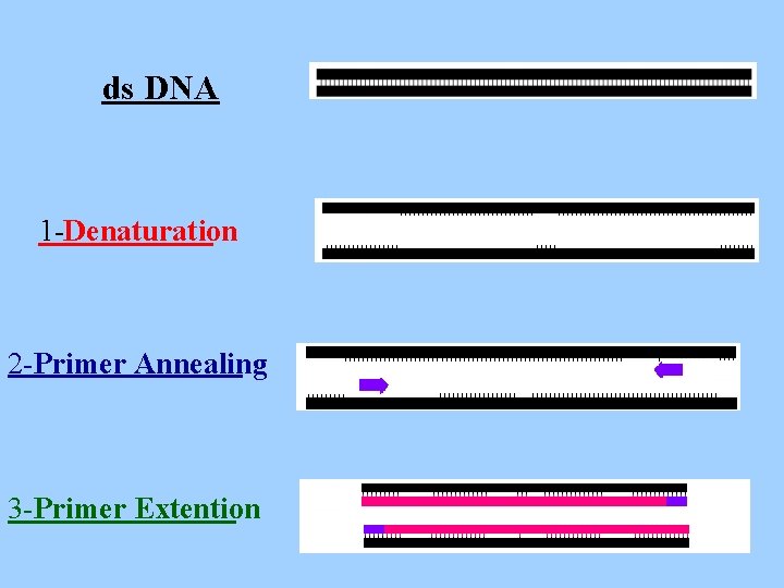 Polymerase Chain Reaction PCR Definition PCR is an
