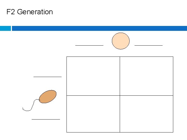 GENETICS Mendelian Genetics The passing of traits to