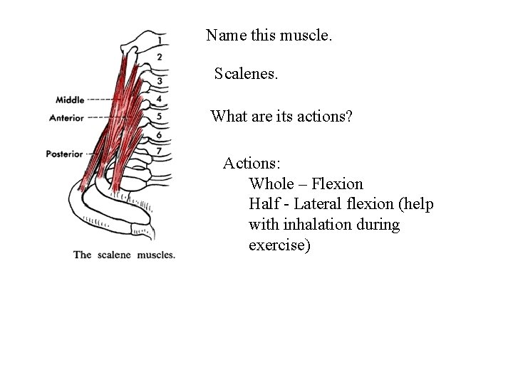 Name this muscle Scalenes What are its actions