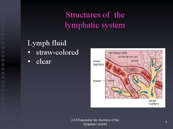 2 03 Remember the structures of the lymphatic