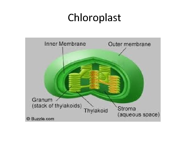 Cell Energy Main Topics Photosynthesis Cellular Respiration Objectives