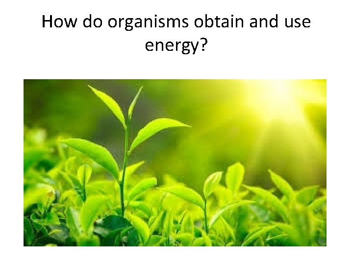 Cell Energy Main Topics Photosynthesis Cellular Respiration Objectives