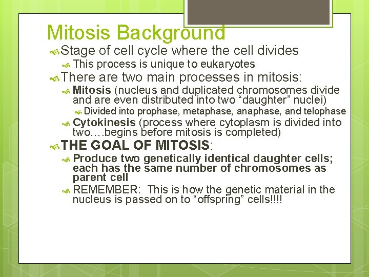 Mitosis Mitosis Background Stage This There of cell