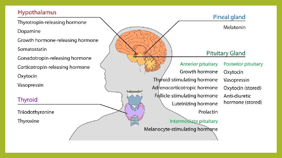 ENDOCRINE SYSTEM 3 methods of communication Direct Cells