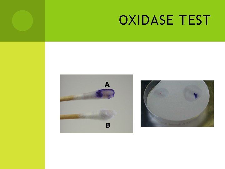 CHAPTER 3 BACTERIAL IDENTIFICATION METHODS CONTENT Purification of