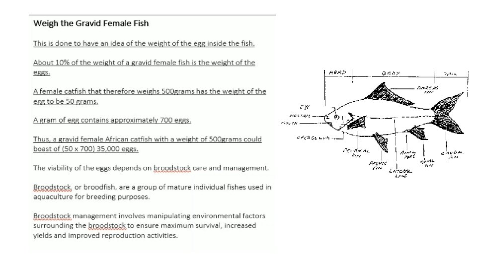 CASE STUDY ON FISH FARMING IN NIGERIA NATIONAL