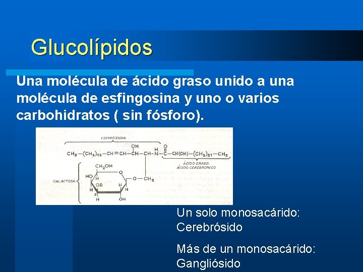 LIPIDOS LPIDOS l Molculas no polares presentes en