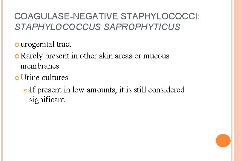 GRAM POSITIVE COCCI Staphylococci TAXONOMY Family Micrococcaceae Genus