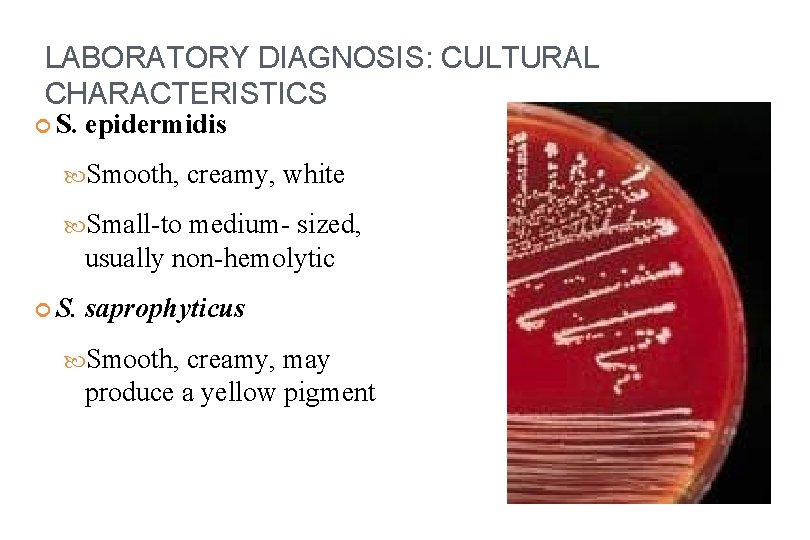 GRAM POSITIVE COCCI Staphylococci TAXONOMY Family Micrococcaceae Genus